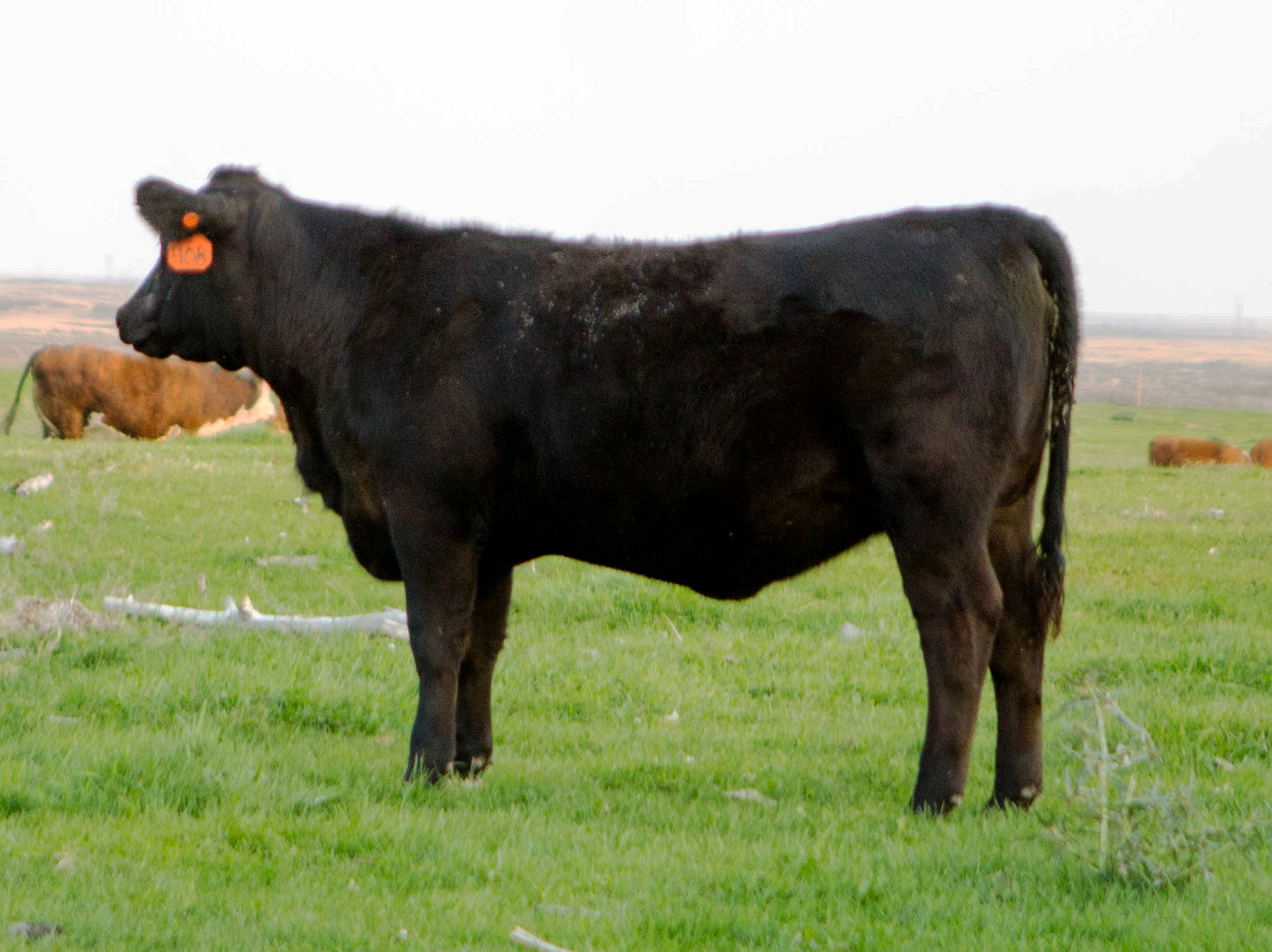 Great pictures from Sunrise Photography from the Spokane Jr Livestock ...