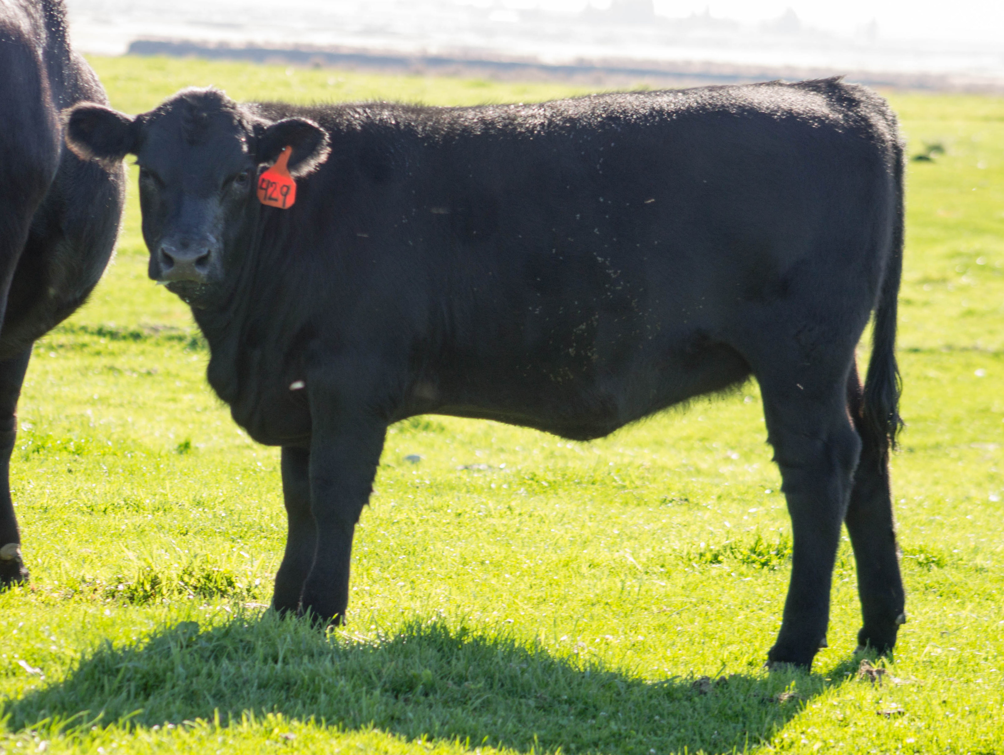Great pictures from Sunrise Photography from the Spokane Jr Livestock ...