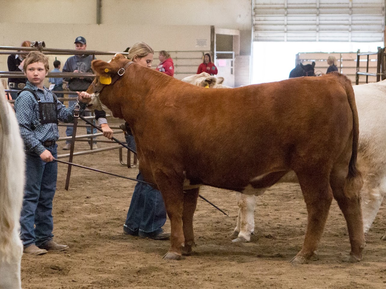 EBurgJune2017-56 | Horseshoe Angus Ranch