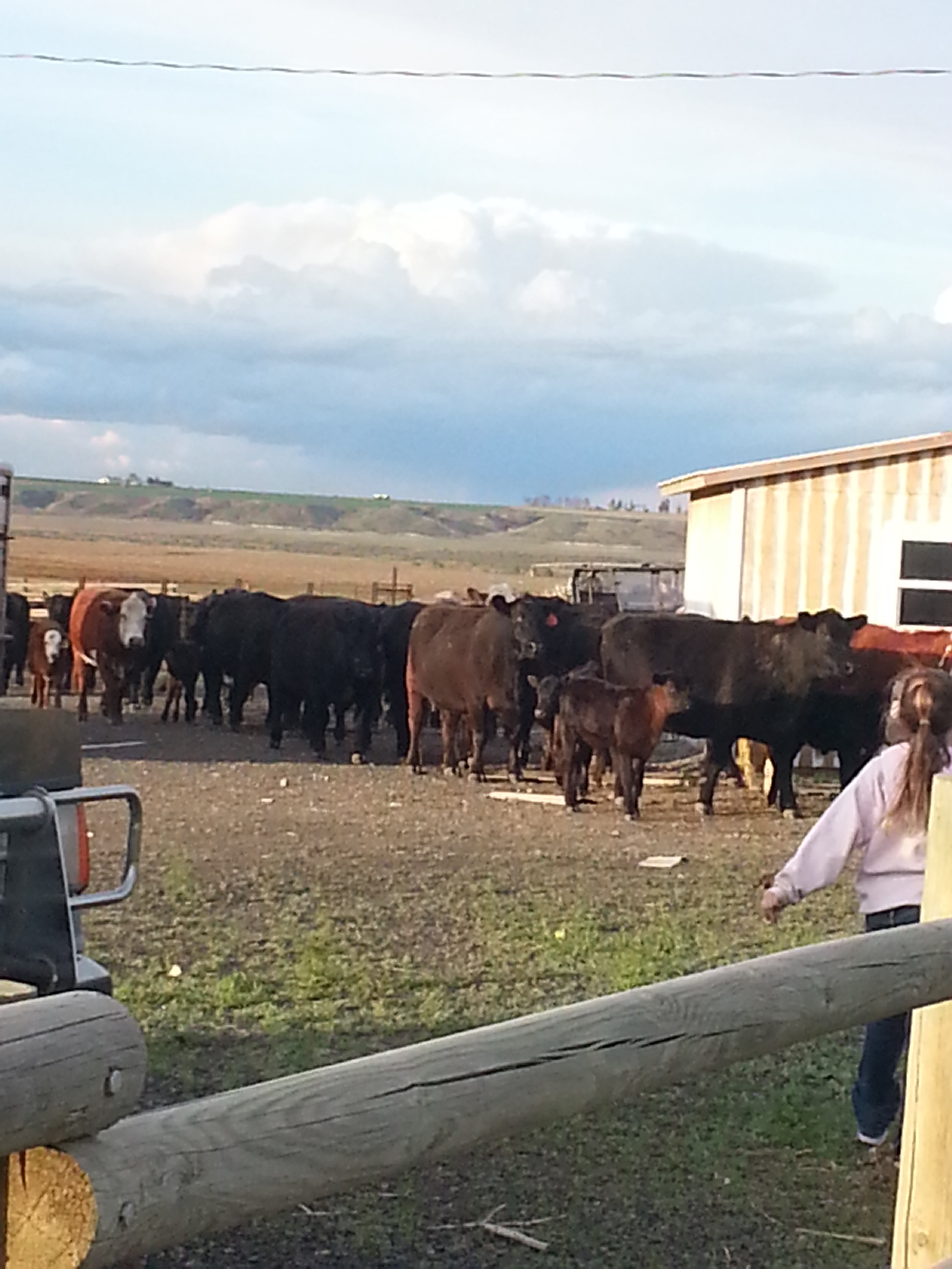Moving the Cows | Horseshoe Angus Ranch