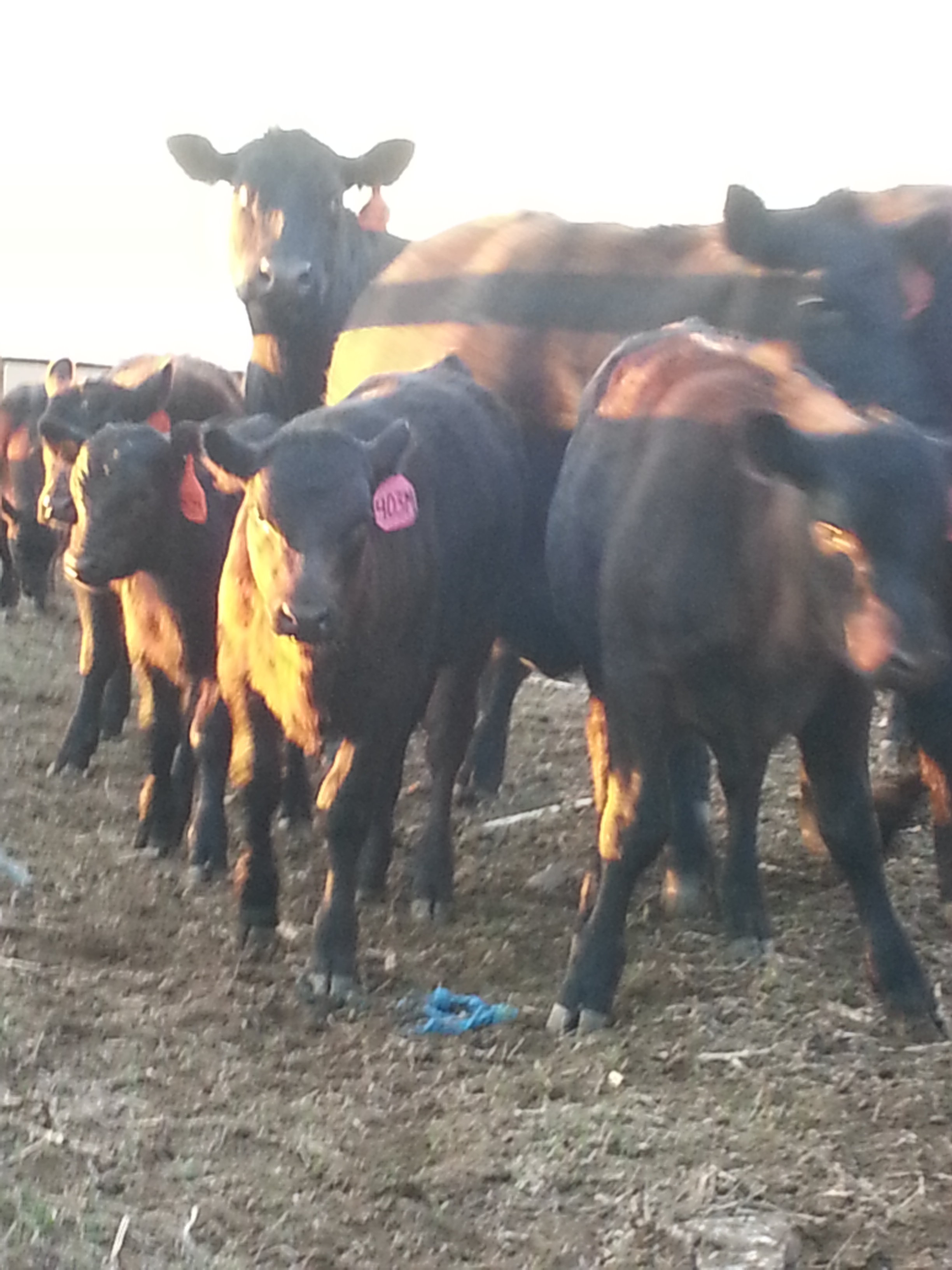 Moving the Cows | Horseshoe Angus Ranch