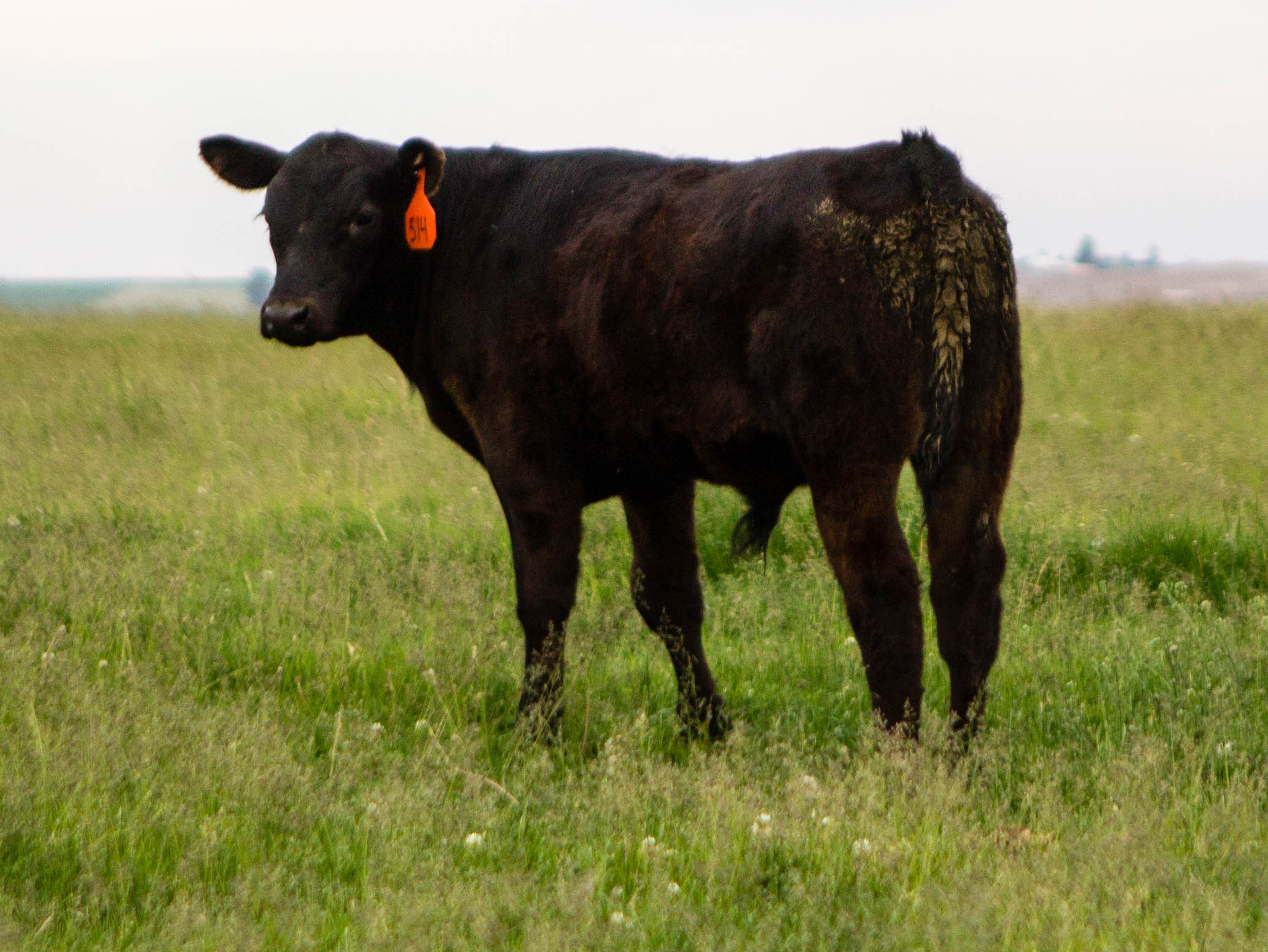 BK Final Solution 312 steer calf. | Horseshoe Angus Ranch