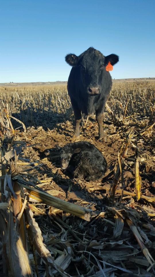 Platinum Bull Calf | Horseshoe Angus Ranch