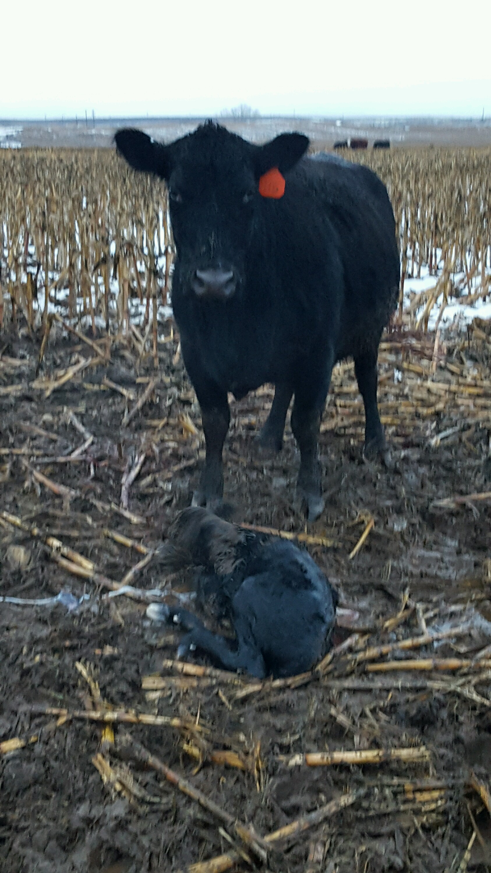 Platinum calf | Horseshoe Angus Ranch