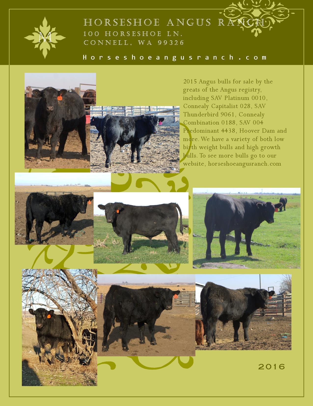 Bull Flyer | Horseshoe Angus Ranch