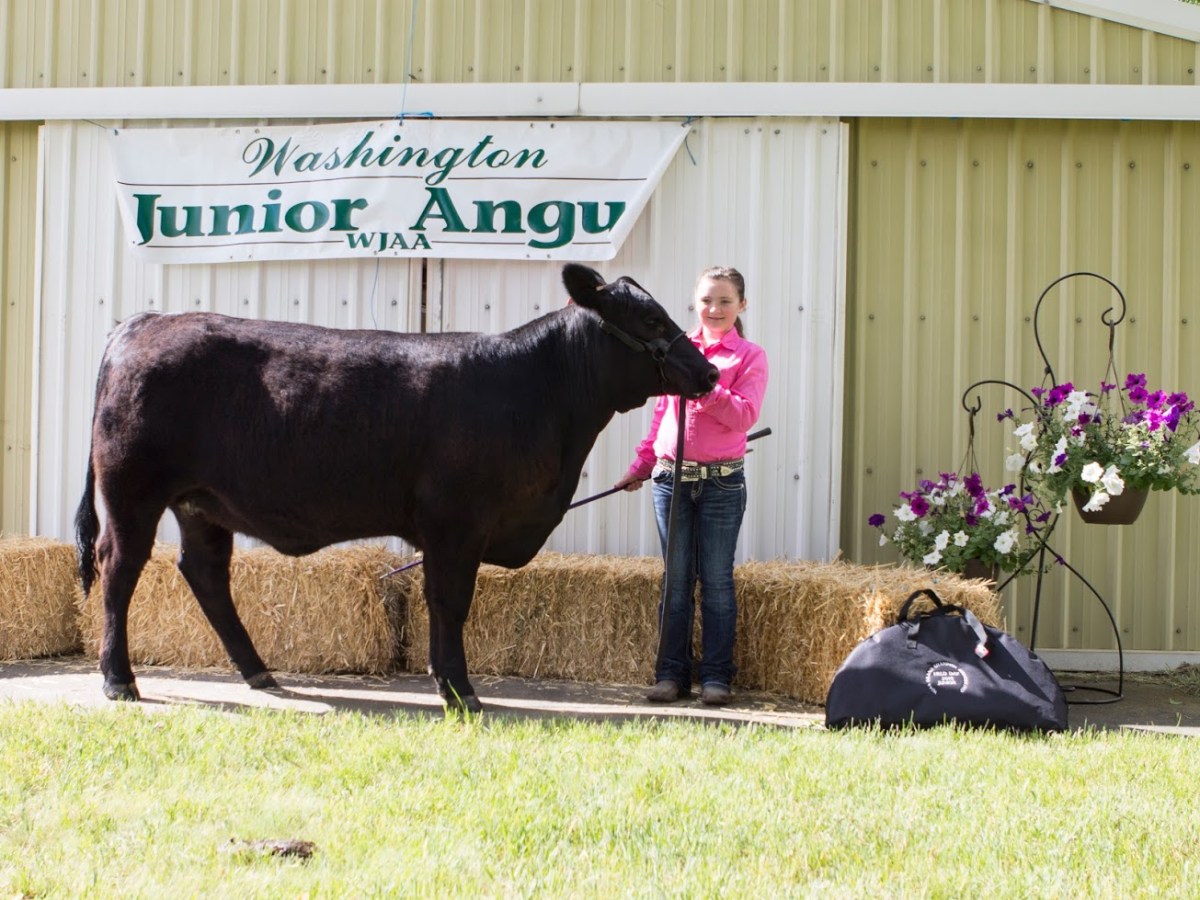 Horseshoe Angus Ranch | Angus Cattle for Sale in Washington