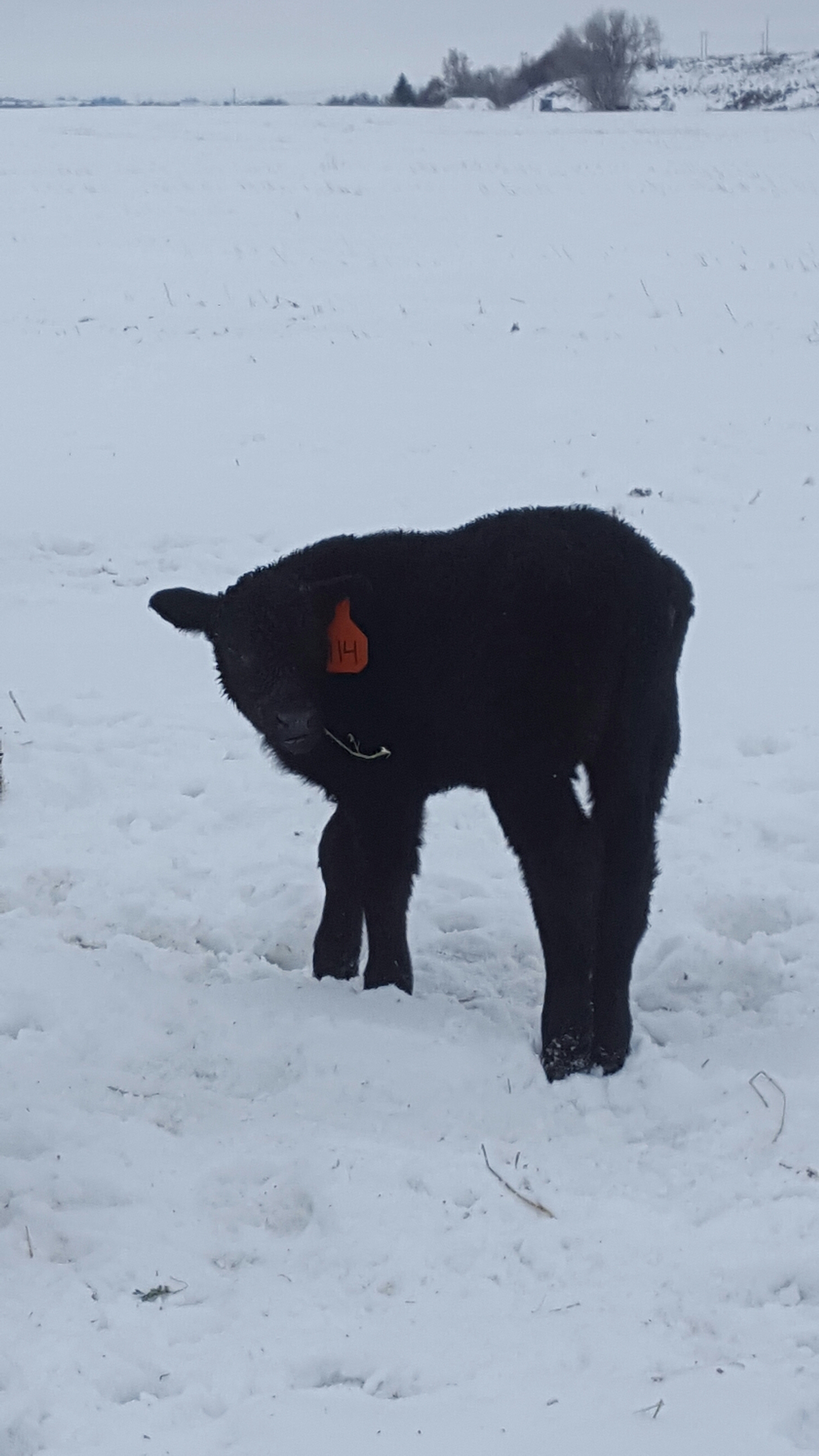 Bull calf | Horseshoe Angus Ranch