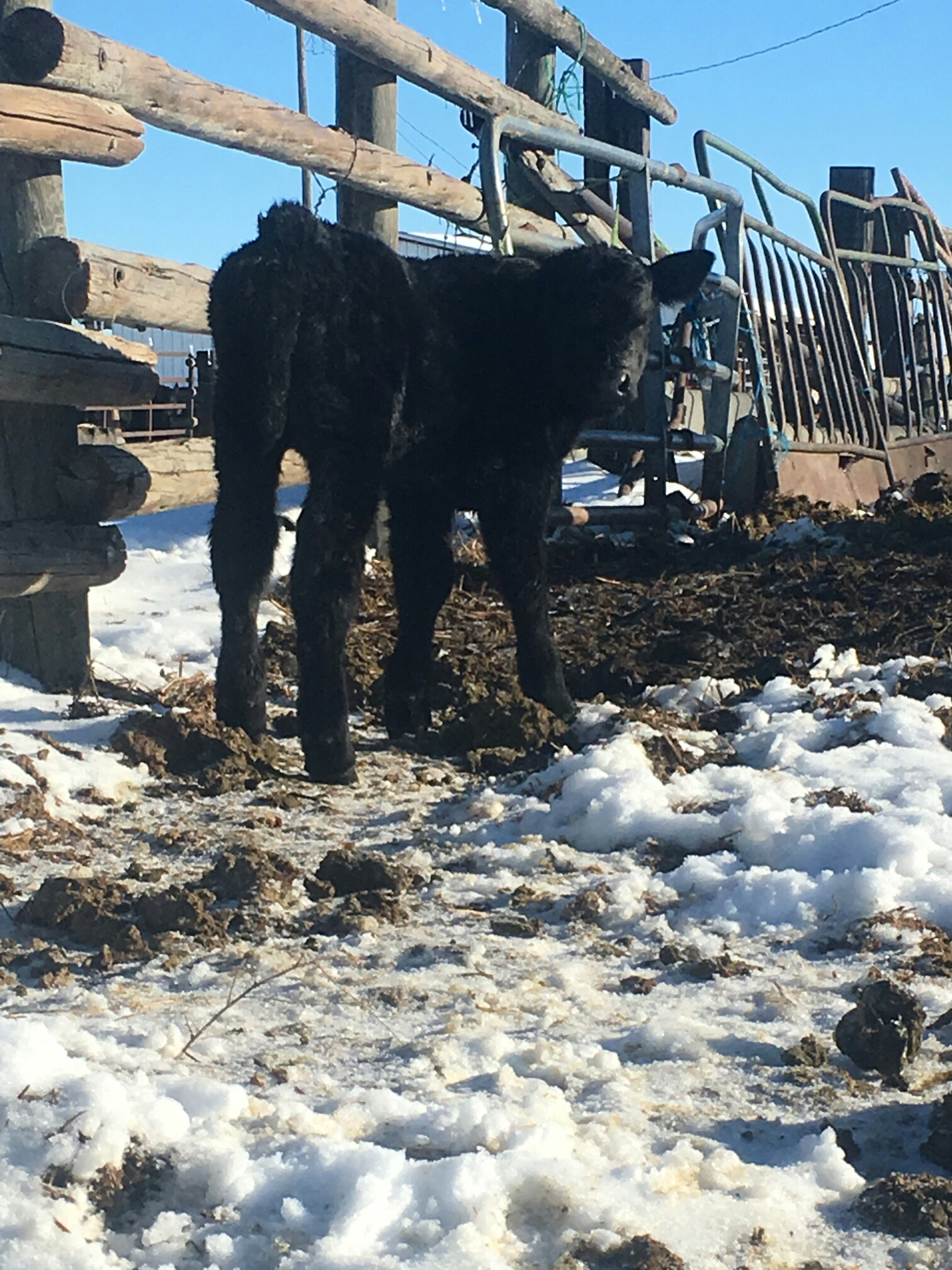 Angus Bull calf | Horseshoe Angus Ranch