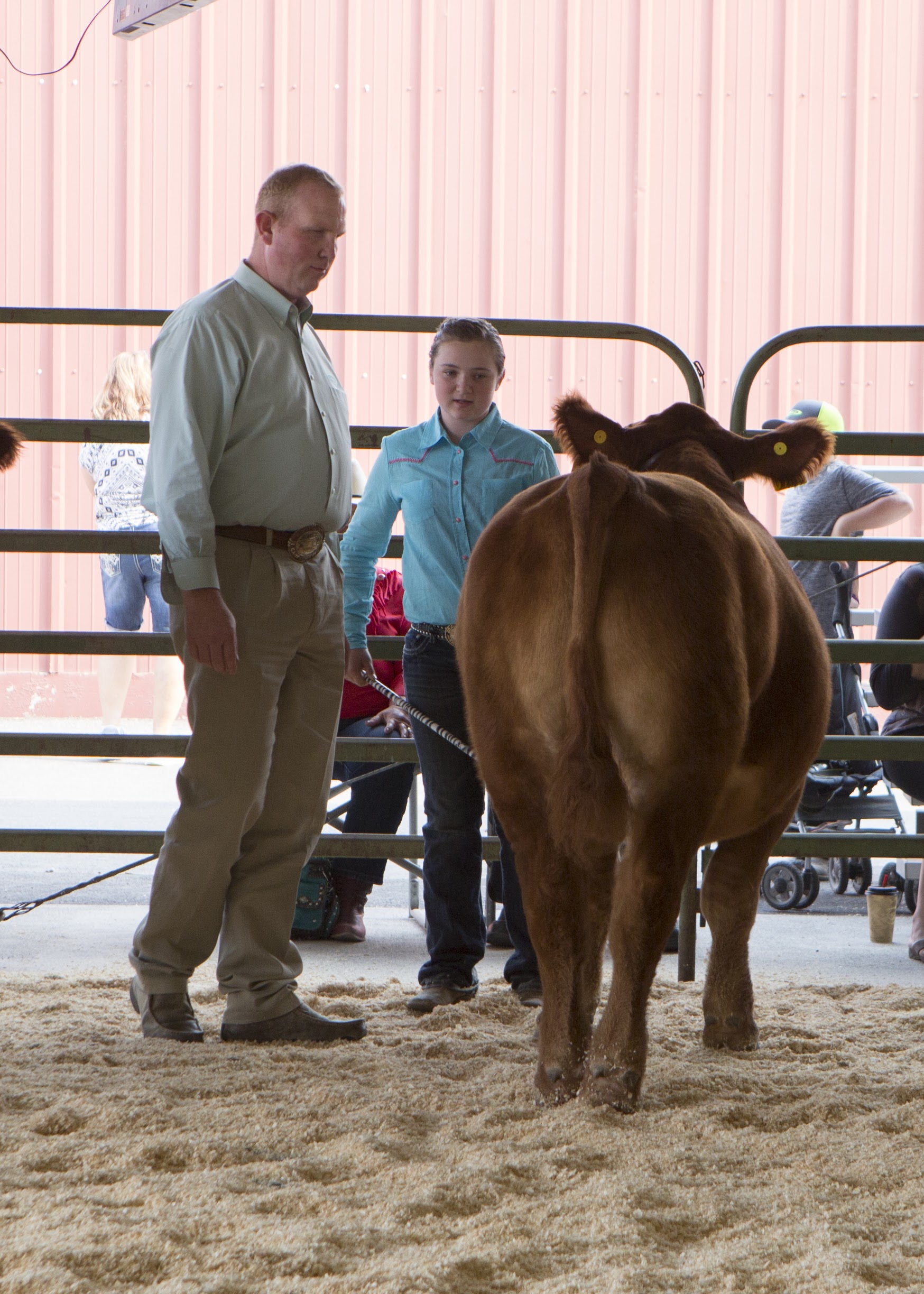 Day 1 Pictures | Horseshoe Angus Ranch