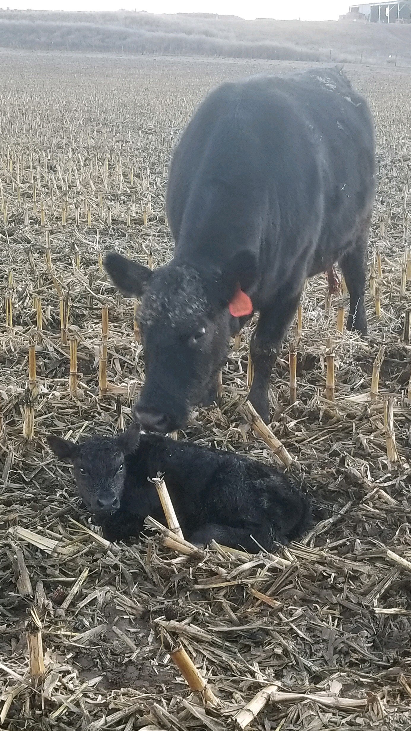 Musgrave Stunner bull calf | Horseshoe Angus Ranch