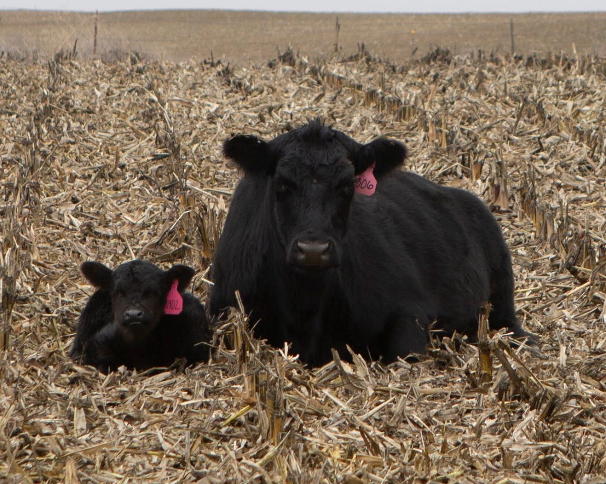 Checking Cows | Horseshoe Angus Ranch