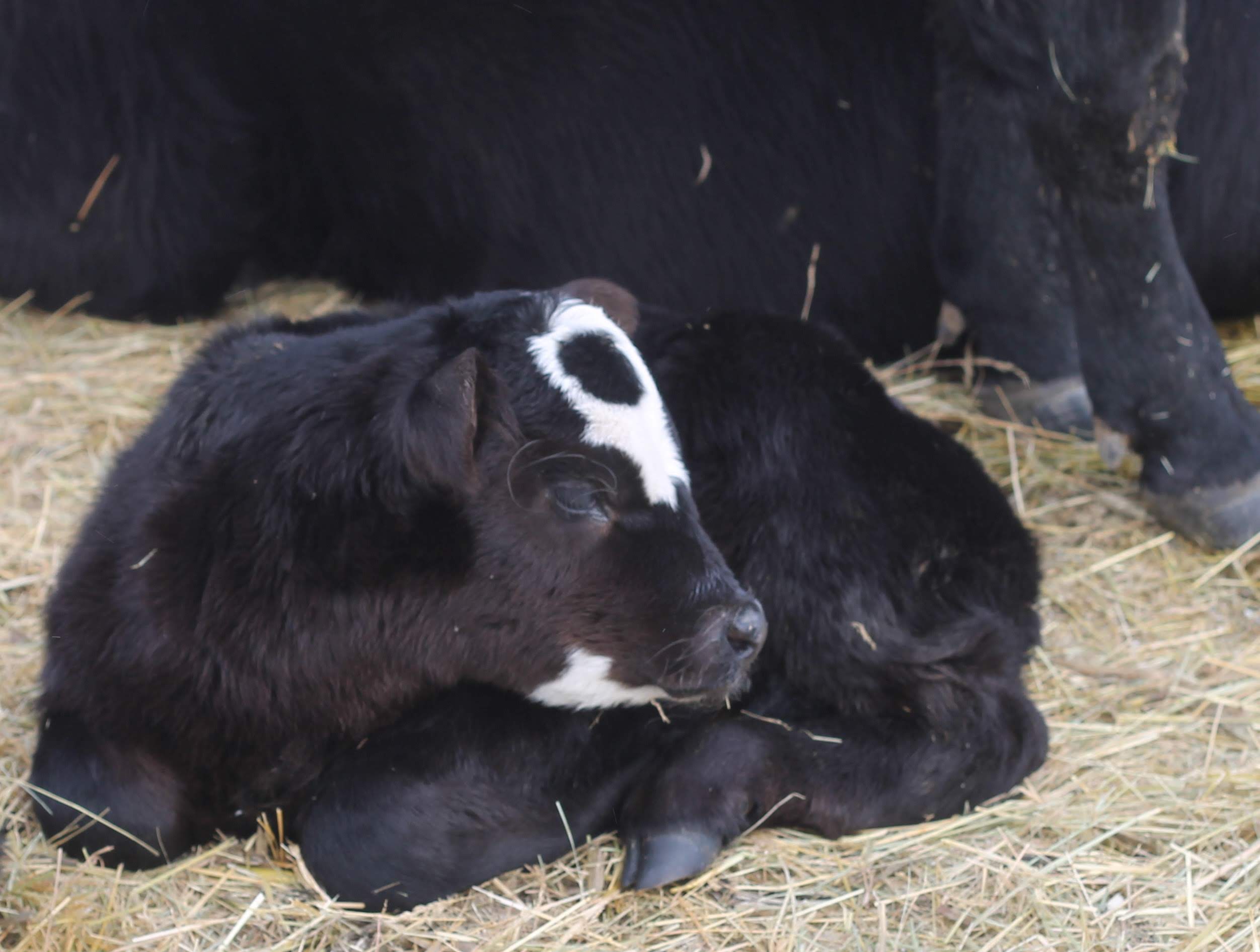 calf feb 2019 | Horseshoe Angus Ranch