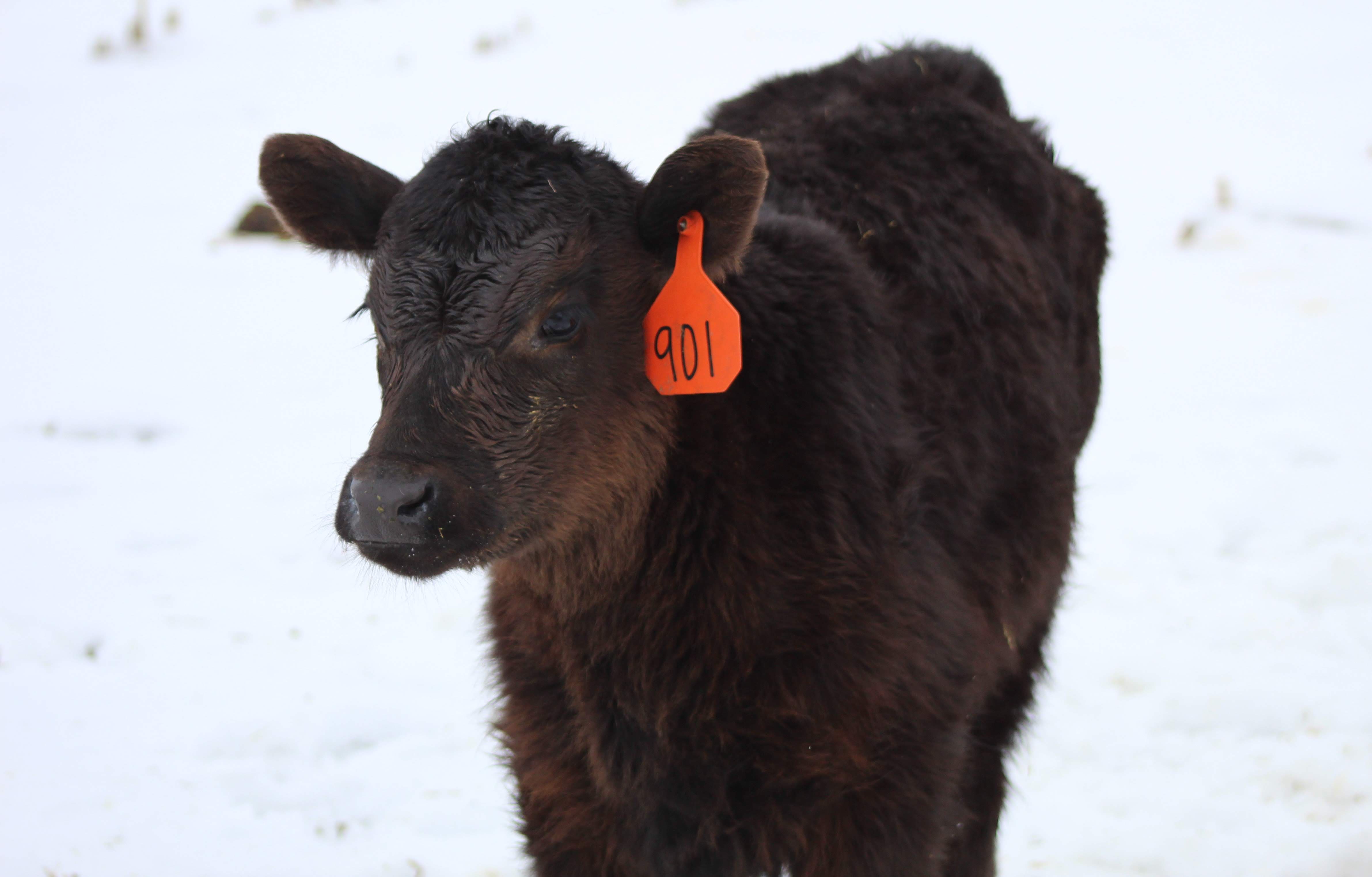 901 March 2019 | Horseshoe Angus Ranch