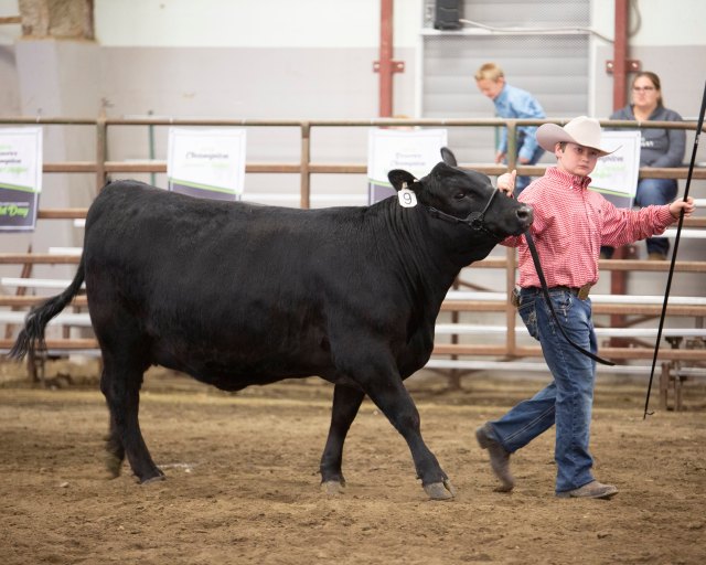 JR Angus show | Horseshoe Angus Ranch