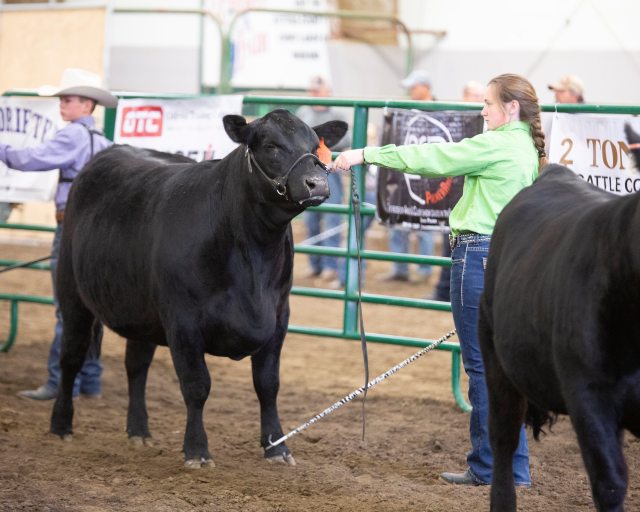 JR Angus show | Horseshoe Angus Ranch