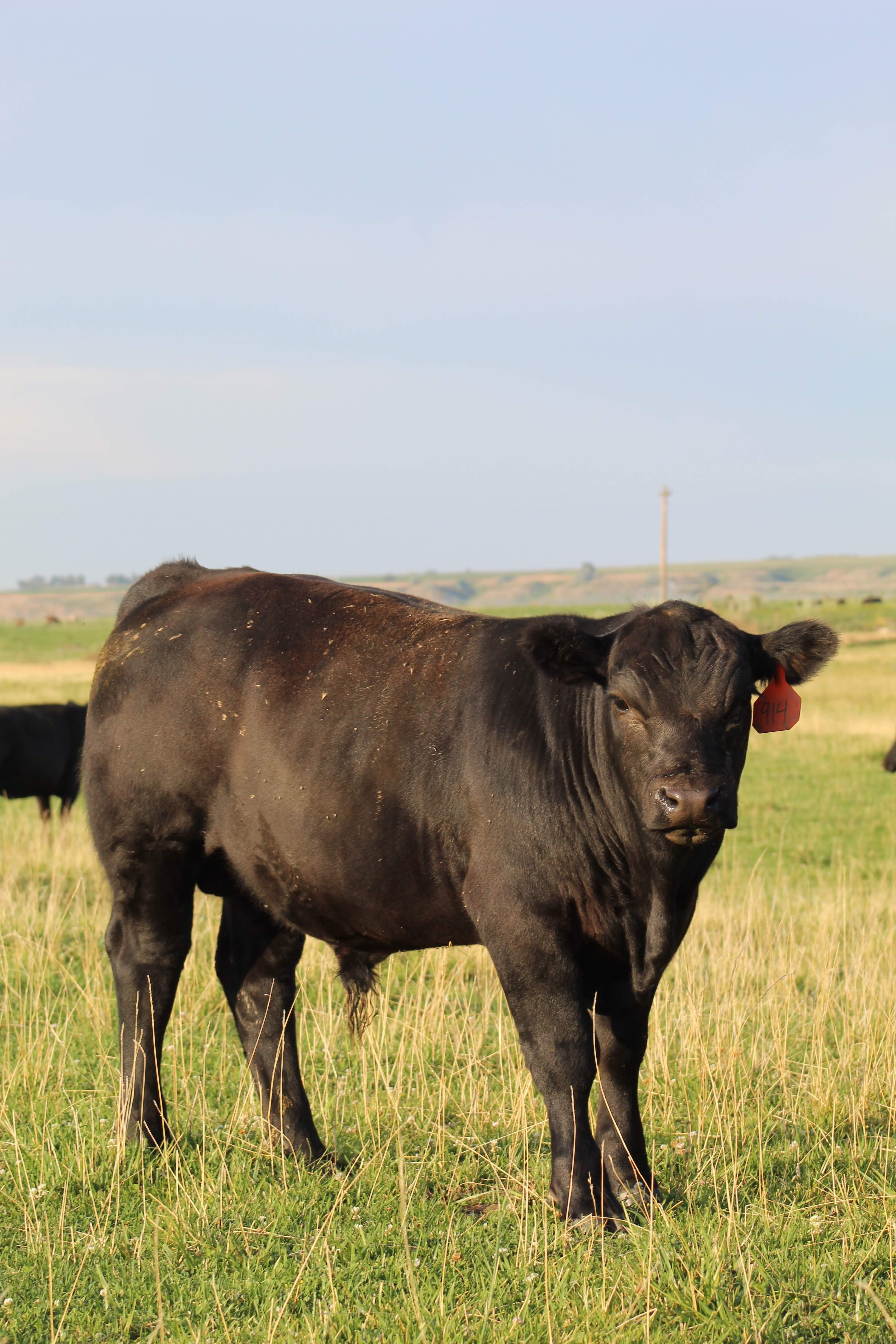 Heifer Bull Deluxe | Horseshoe Angus Ranch