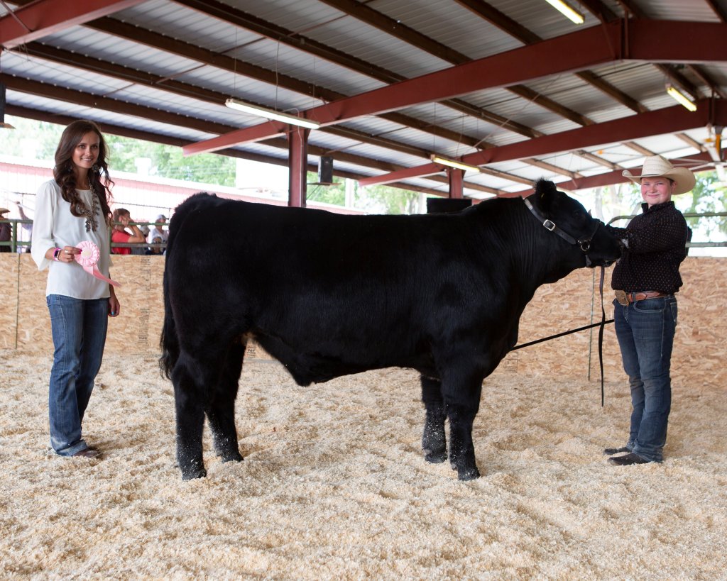 Horseshoe Angus Ranch | Angus Cattle for Sale in Washington