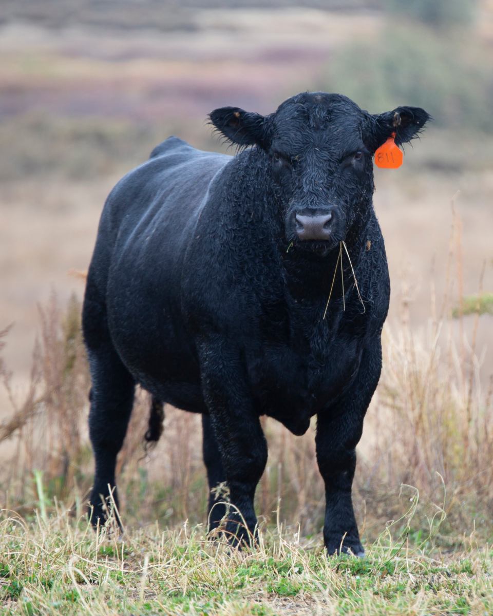 Figuring commercial bull value | Horseshoe Angus Ranch