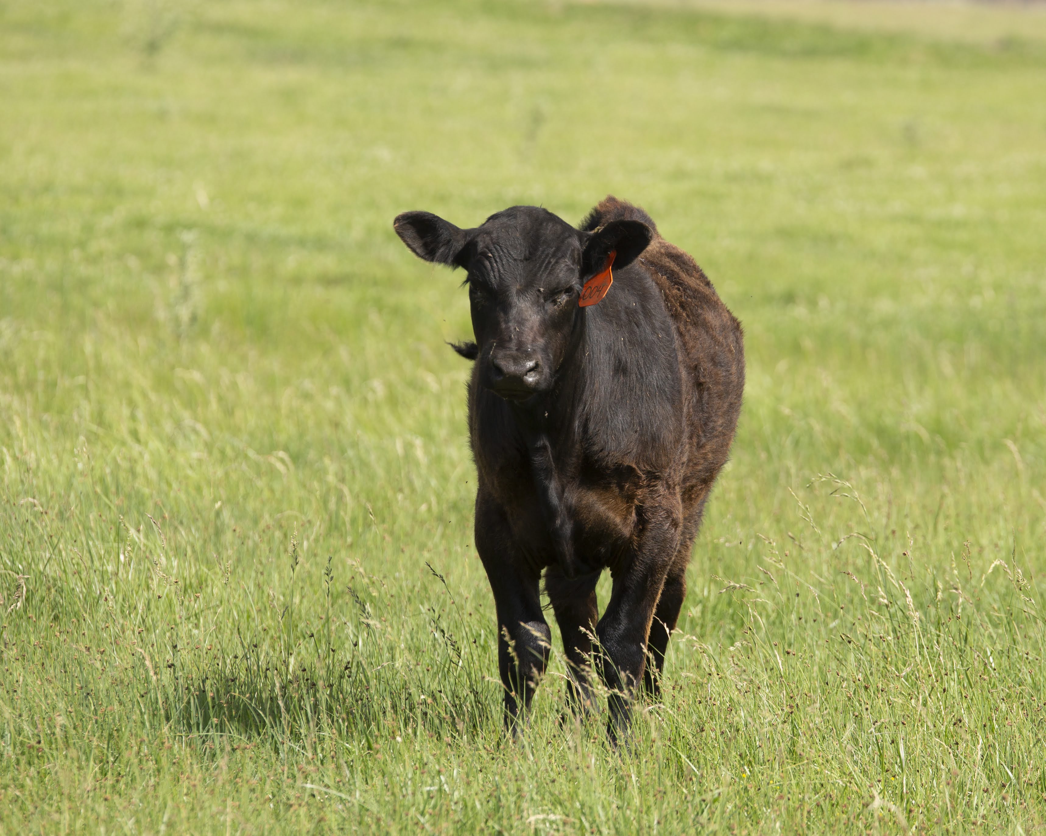 004June2020 | Horseshoe Angus Ranch