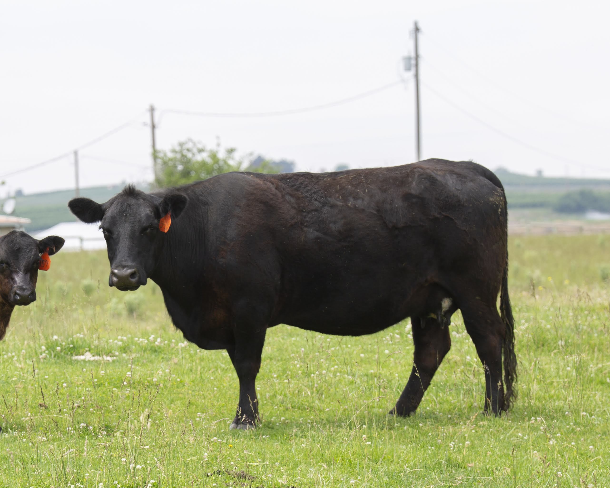 Angus Cows | Horseshoe Angus Ranch