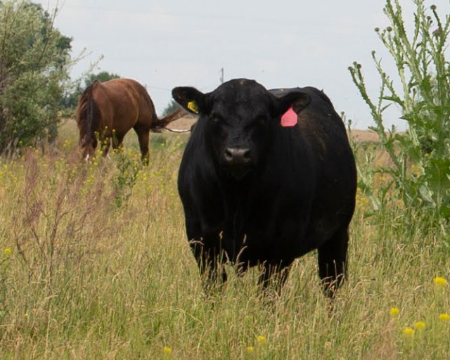 2 Year Old Angus bull for Sale | Horseshoe Angus Ranch