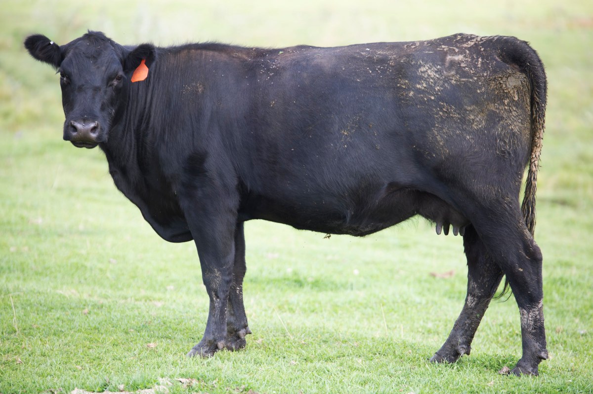 Pathfinder Cow: BK Horseshoe Erica 635 | Horseshoe Angus Ranch