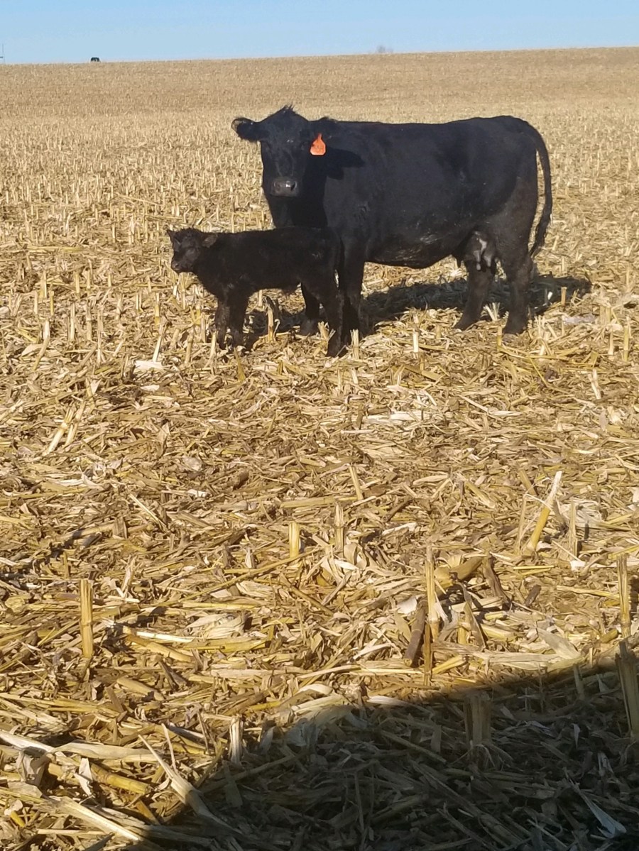 2 new babies today | Horseshoe Angus Ranch