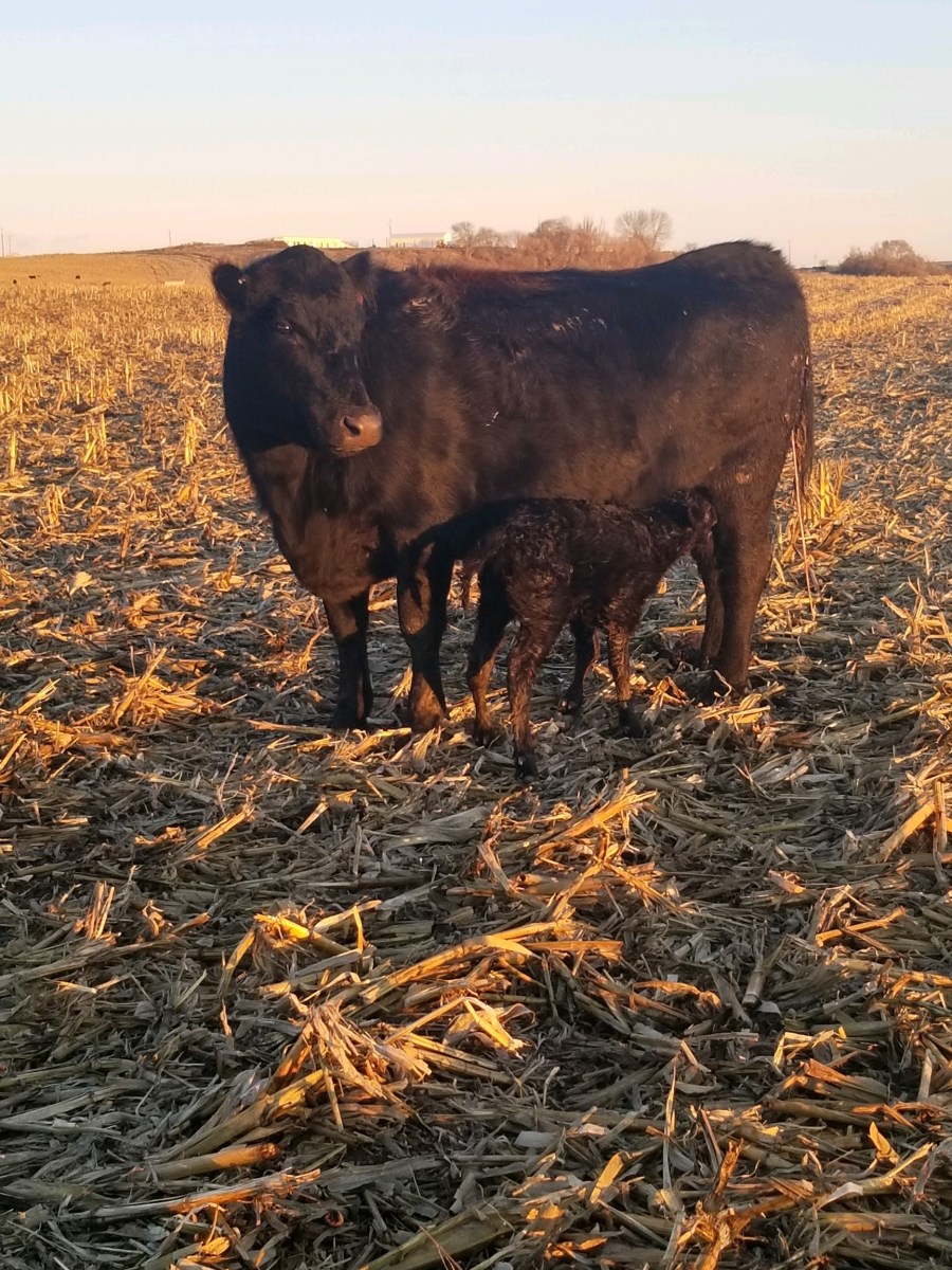 Finally had another calf. | Horseshoe Angus Ranch