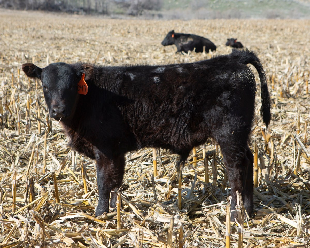 One of my favorite bull calves so far | Horseshoe Angus Ranch