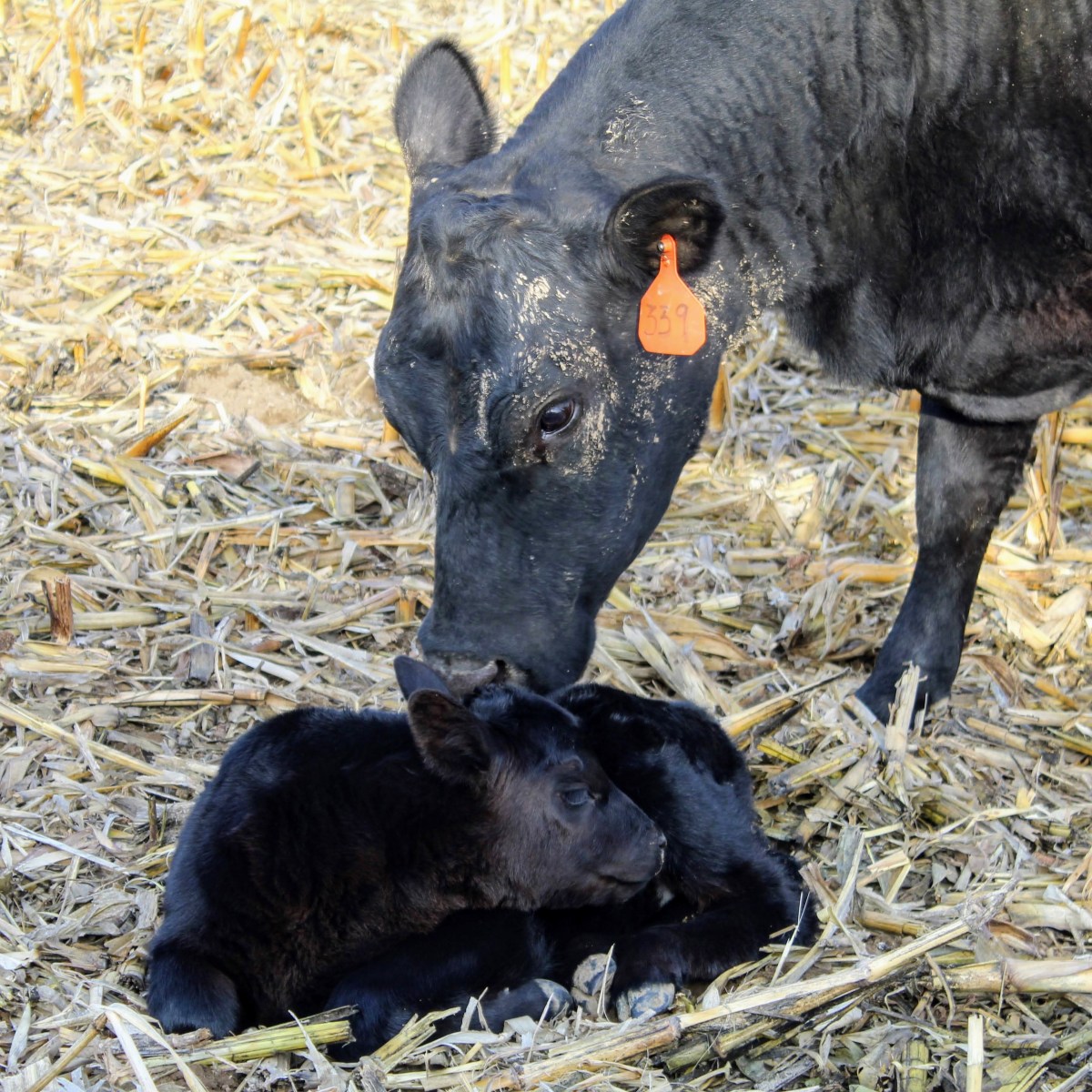 #Cow Monday | Horseshoe Angus Ranch