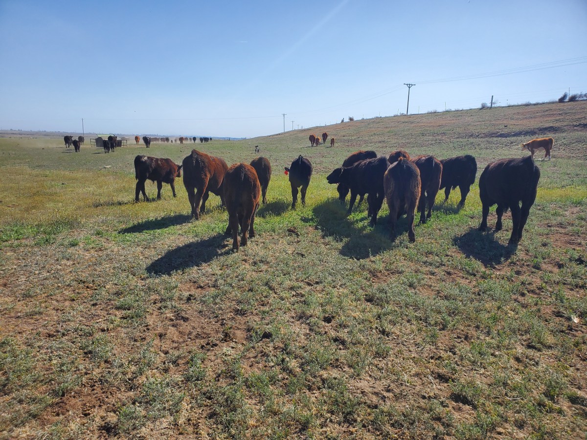 Last Week in Pictures | Horseshoe Angus Ranch