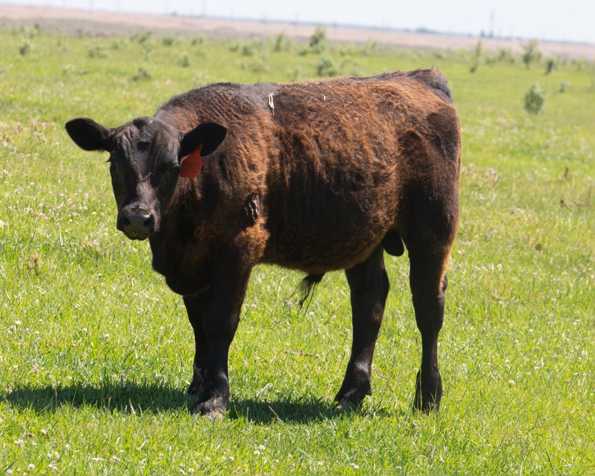 Heifer Bull Deluxe by Eathington Sub-Zero | Horseshoe Angus Ranch