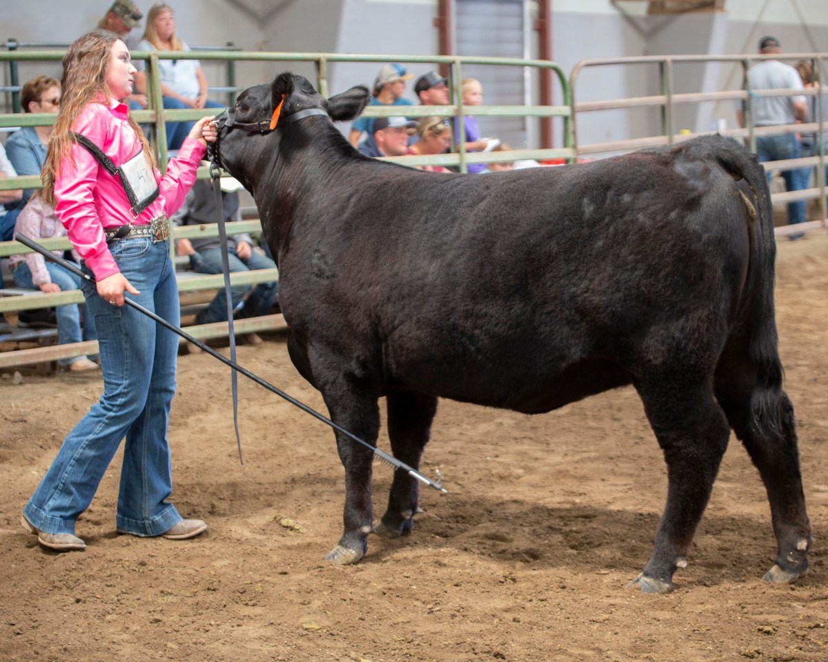 Bred Angus heifer by Stevenson Turning Point | Horseshoe Angus Ranch