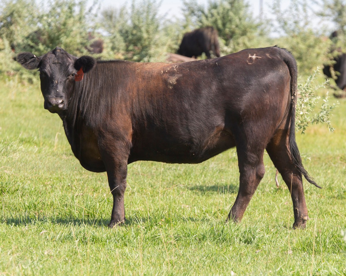 Bred Cow by Musgrave 316 Stunner | Horseshoe Angus Ranch