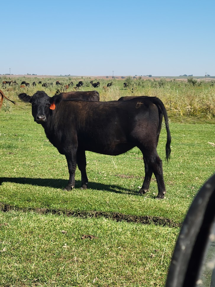 Bred Registered Angus Heifer for Sale | Horseshoe Angus Ranch