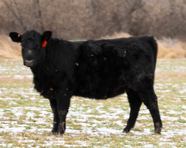 Heifers for sale | Horseshoe Angus Ranch