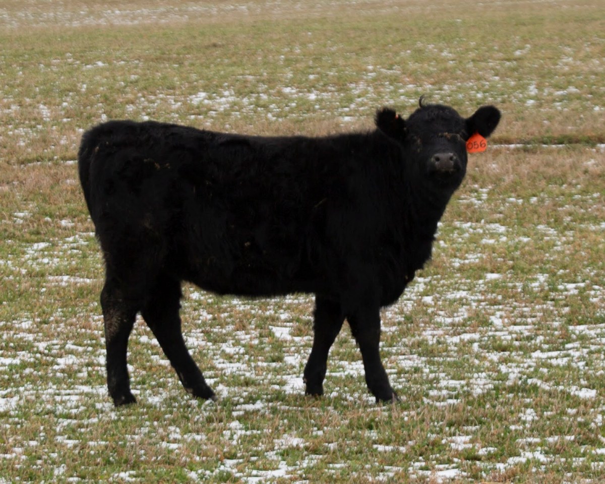 Yearling Angus Heifer for Sale | Horseshoe Angus Ranch