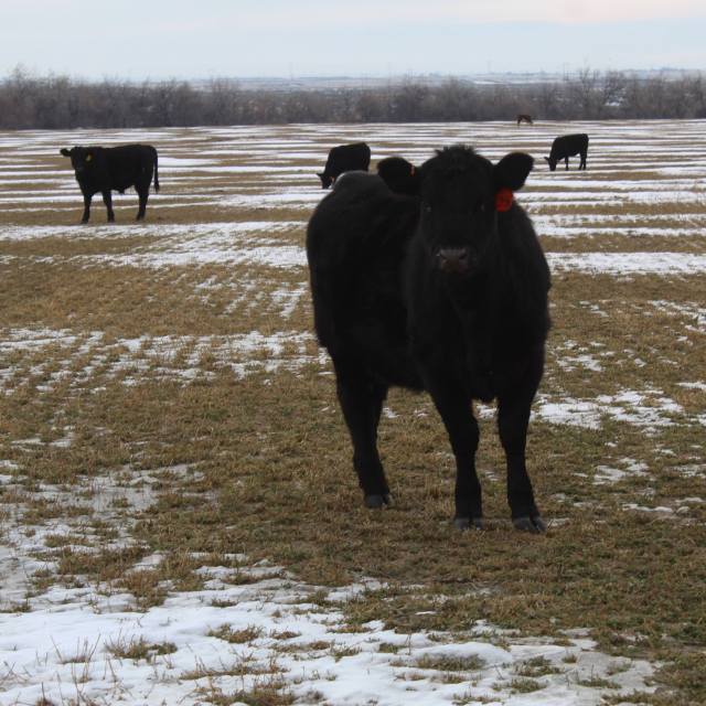 Heifers for sale | Horseshoe Angus Ranch