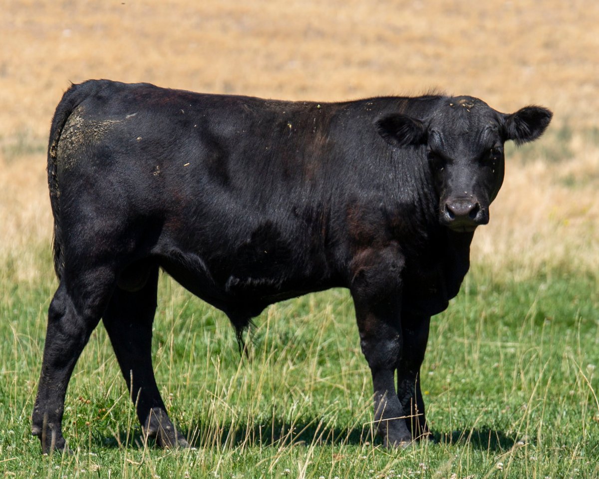 Bull by HF Long Shot 71D | Horseshoe Angus Ranch