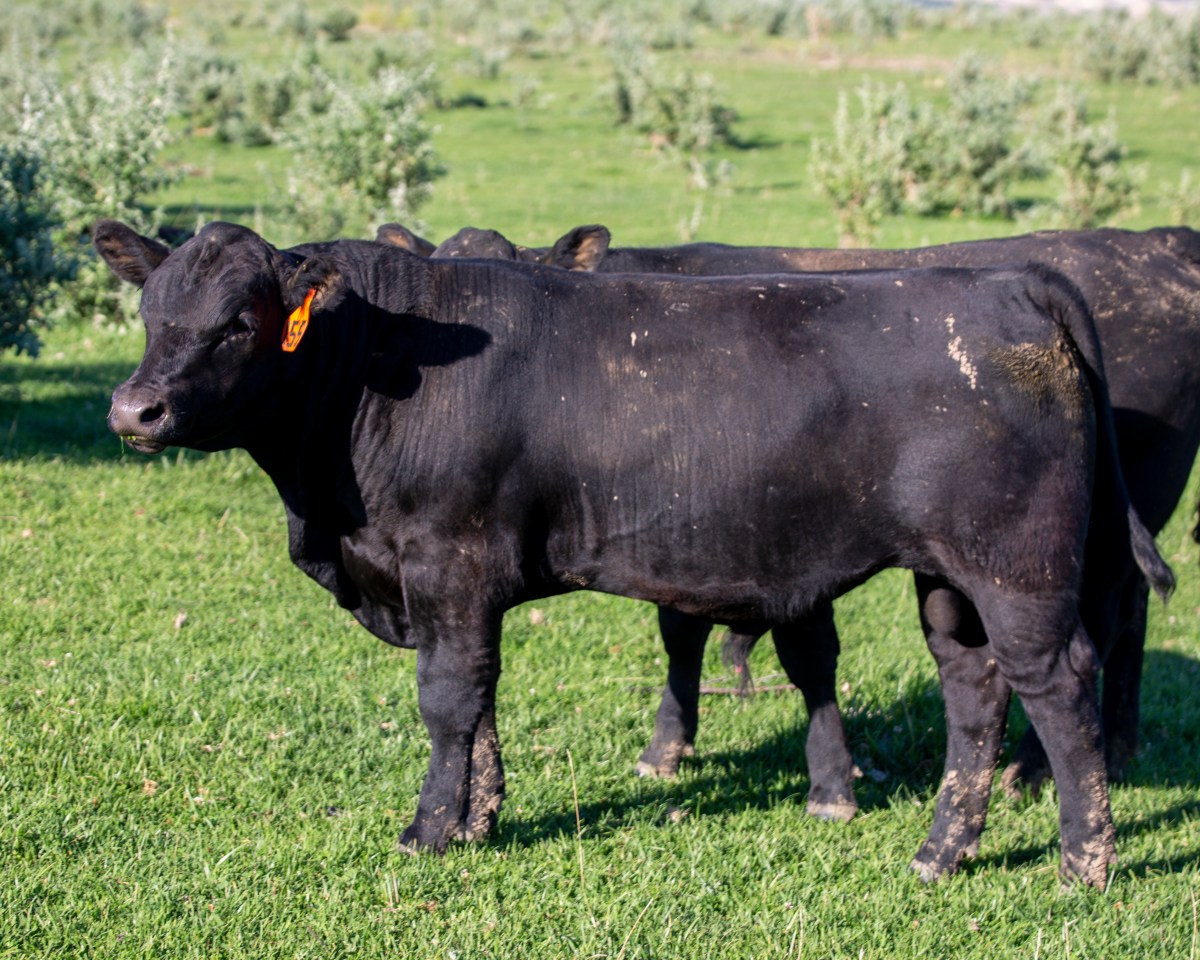 Thick, powerful, calving ease bull. | Horseshoe Angus Ranch
