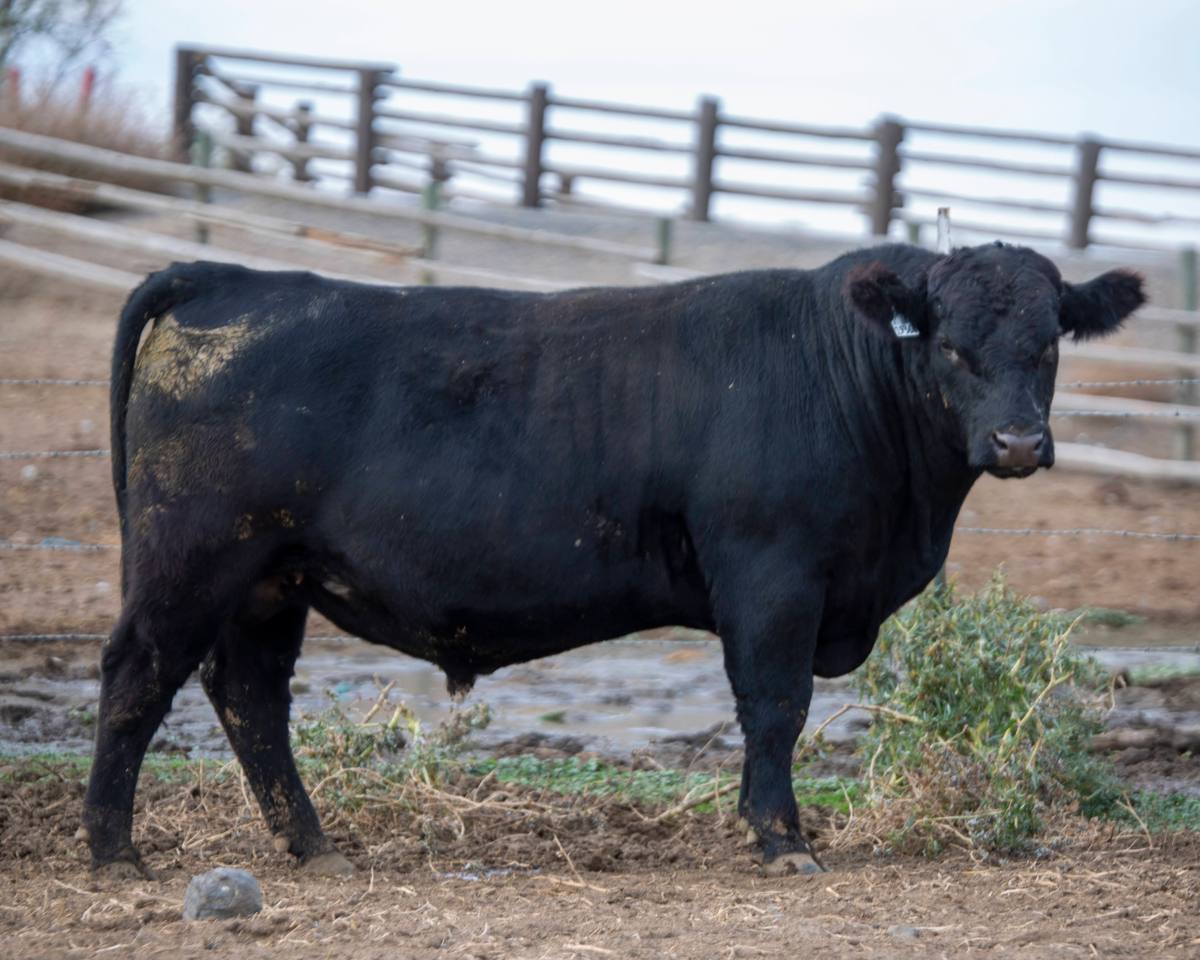 Angus bull by ZWT Summitt 6507 | Horseshoe Angus Ranch