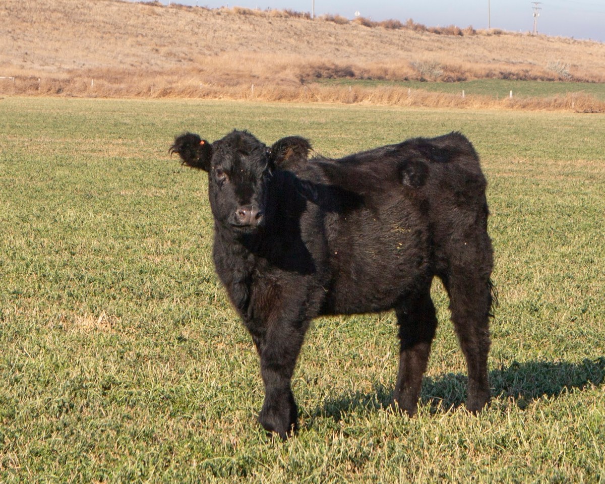 Toni decided to sell her clubby heifer | Horseshoe Angus Ranch