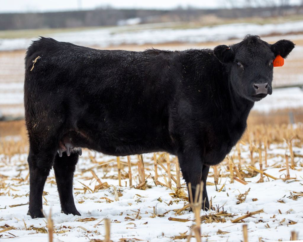3 Year old Bred Angus cow | Horseshoe Angus Ranch