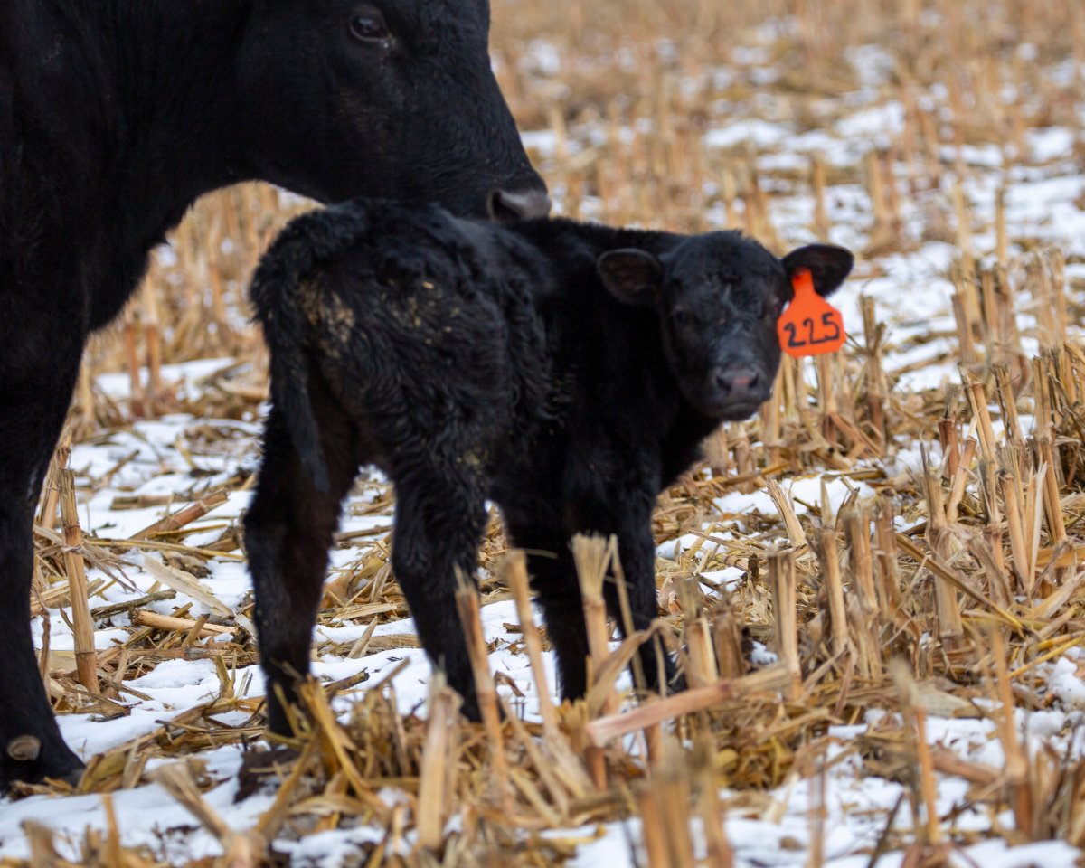 Square B True North 8052 Bull Calf @ 10 days old | Horseshoe Angus Ranch