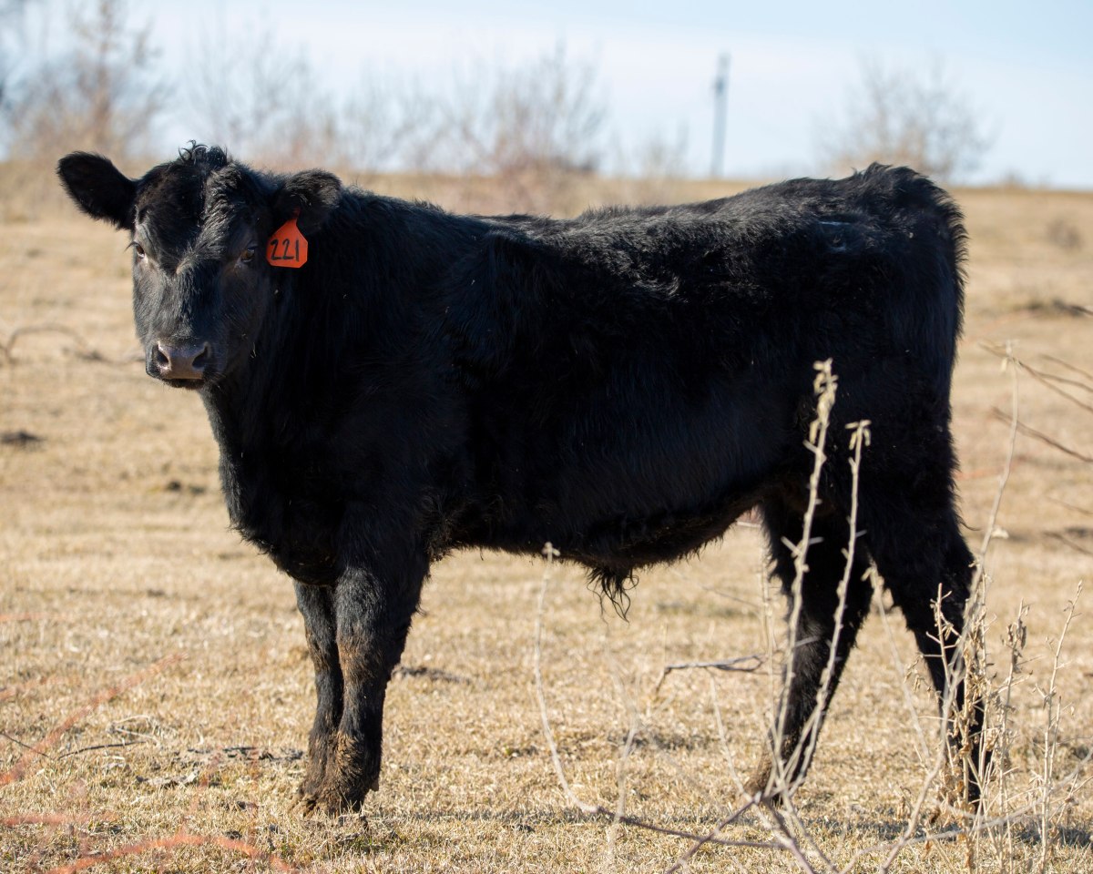 Here is another bull by BK Direct Deposit 811 with a lot of depth and ...