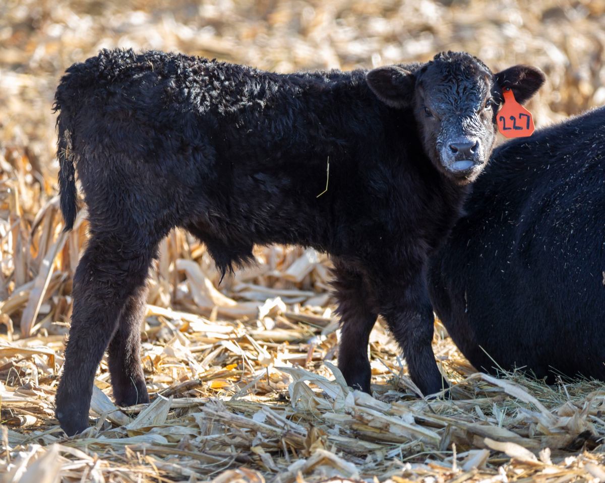 I can’t wait to see how great this bull turns out. | Horseshoe Angus Ranch