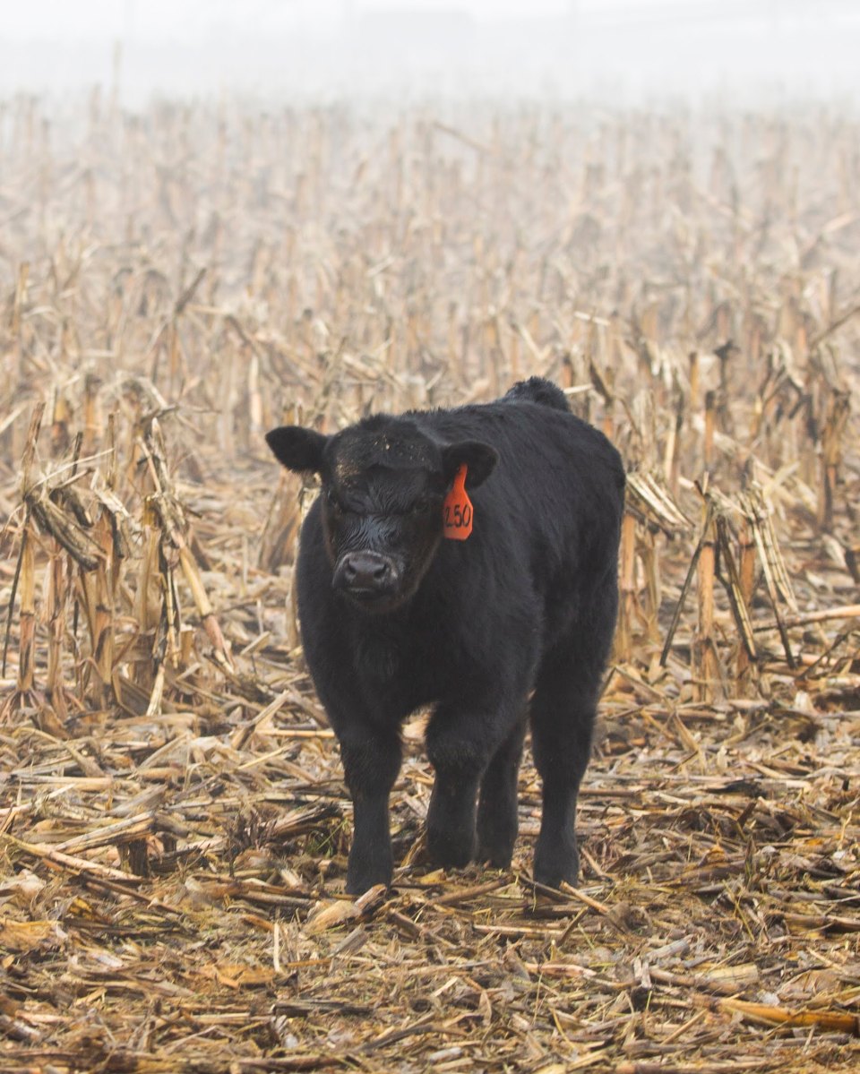 FAVORITE bull so far this calving season | Horseshoe Angus Ranch