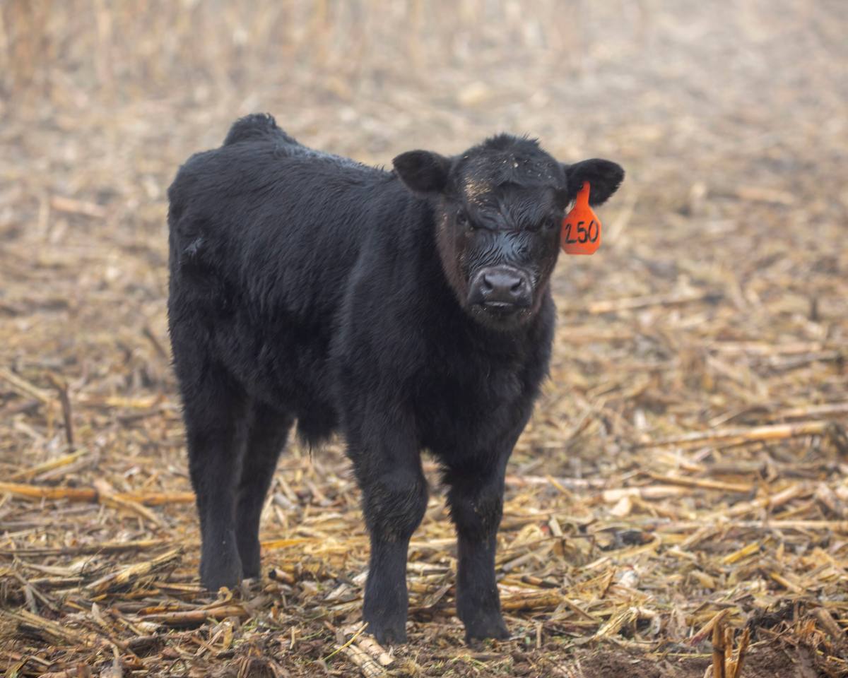 This bull calf by Poss Rawhide is a stud! | Horseshoe Angus Ranch