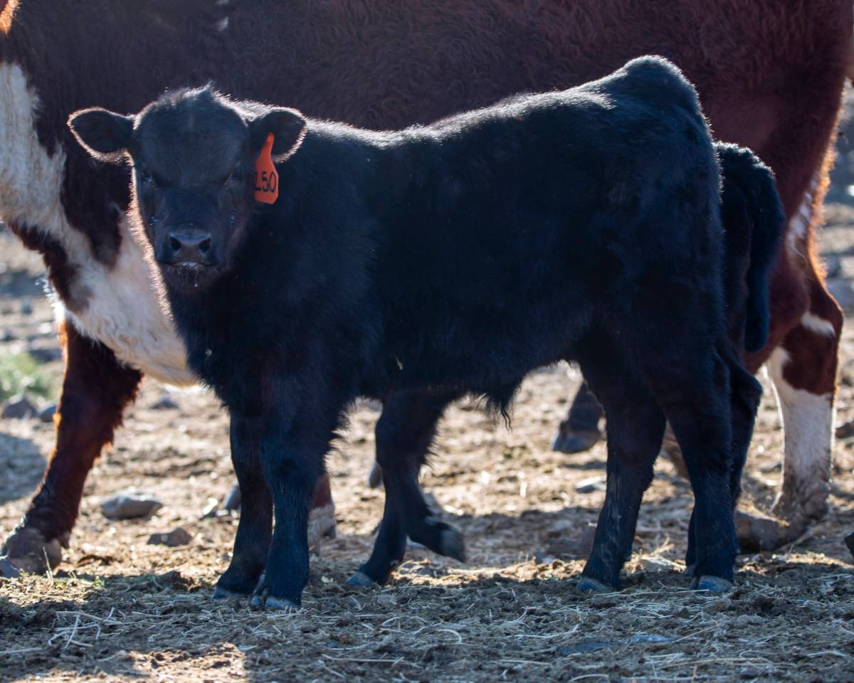 LOVING these POSS Rawhide calves | Horseshoe Angus Ranch