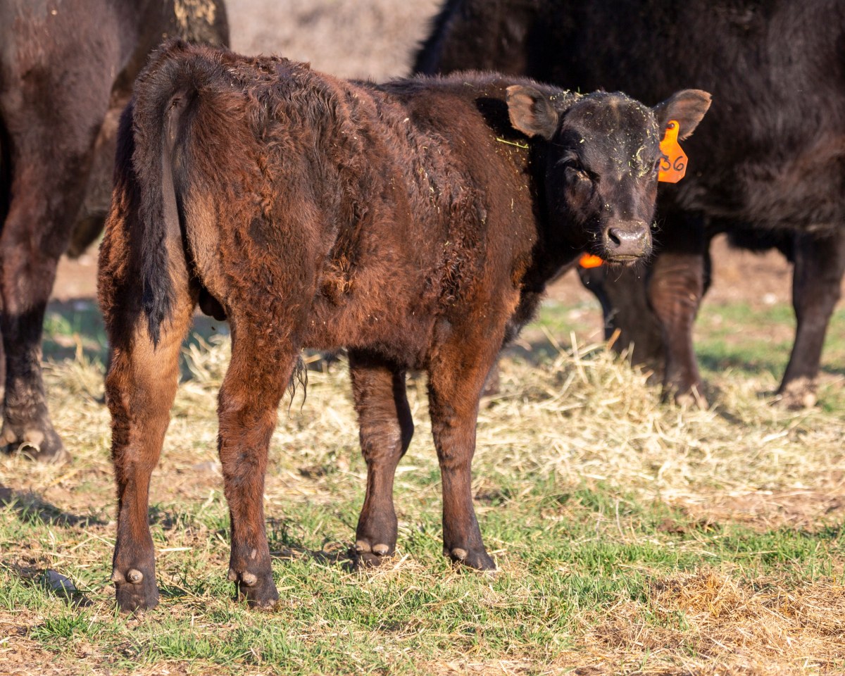 This bull calf has a bold rib shape, popping profile and free structure ...